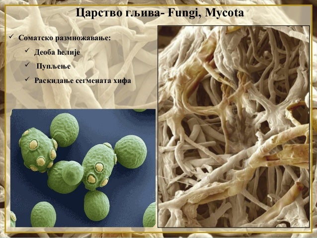 1. Opste odlike gljiva gradja i razmnozavanje