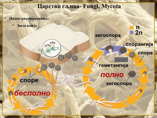 1. Opste odlike gljiva gradja i razmnozavanje