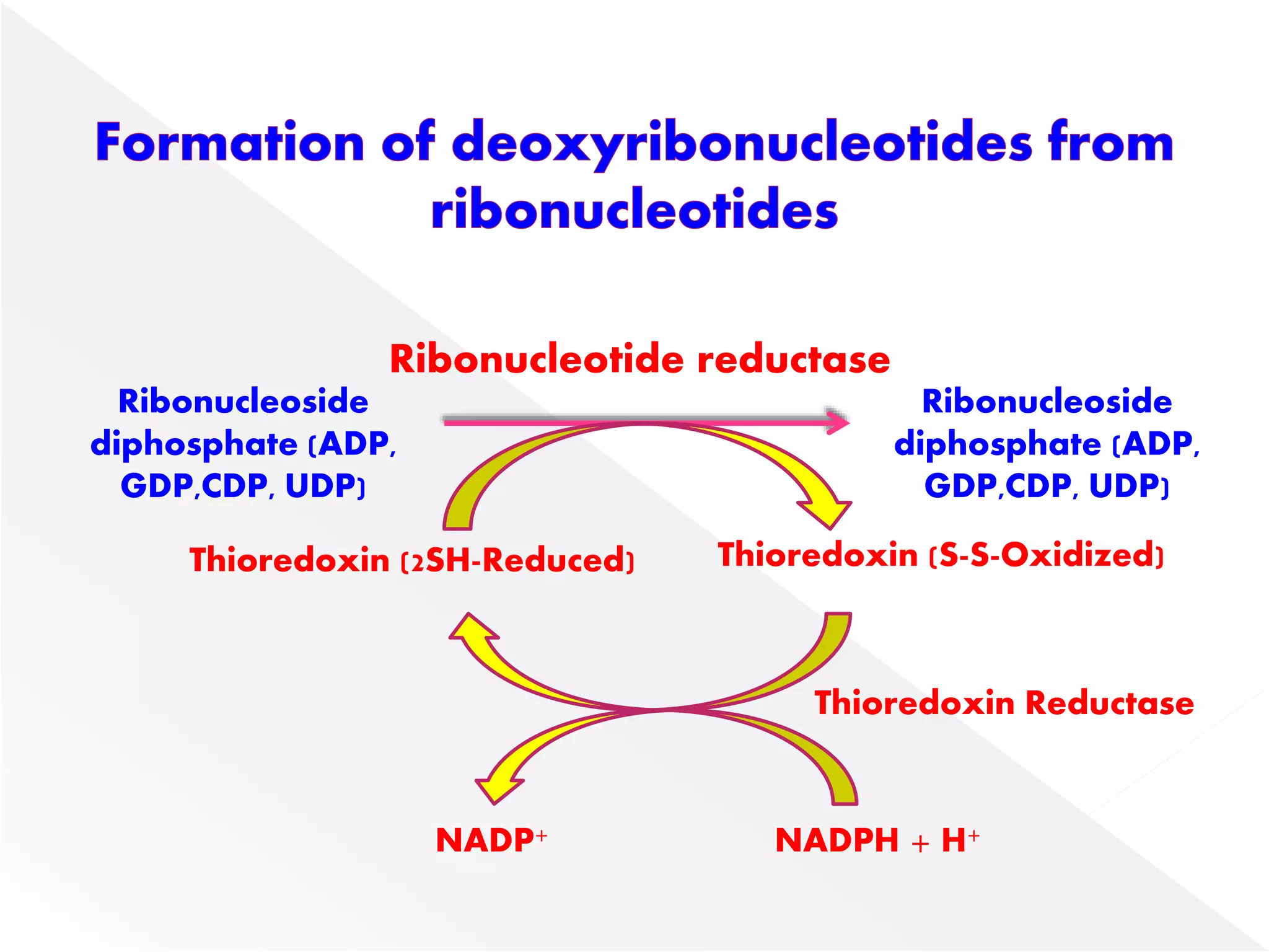 BIOSYNTHESIS OF PURINE NUCLEOTIDES | PPTX