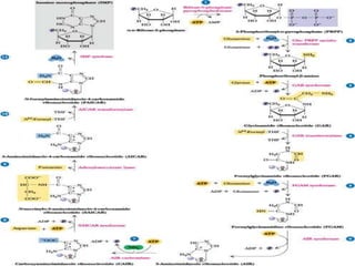 Purine Synthesis