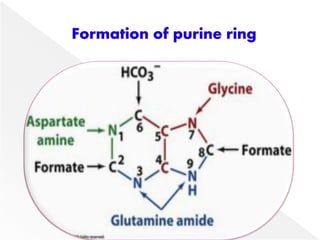 Purine Nucleotide Structure