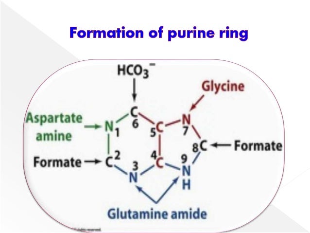 BIOSYNTHESIS OF PURINE NUCLEOTIDES
