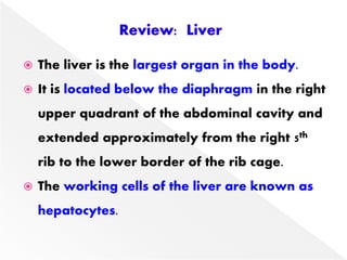 PPT - Liver Function Test PowerPoint Presentation - ID:437473 ...