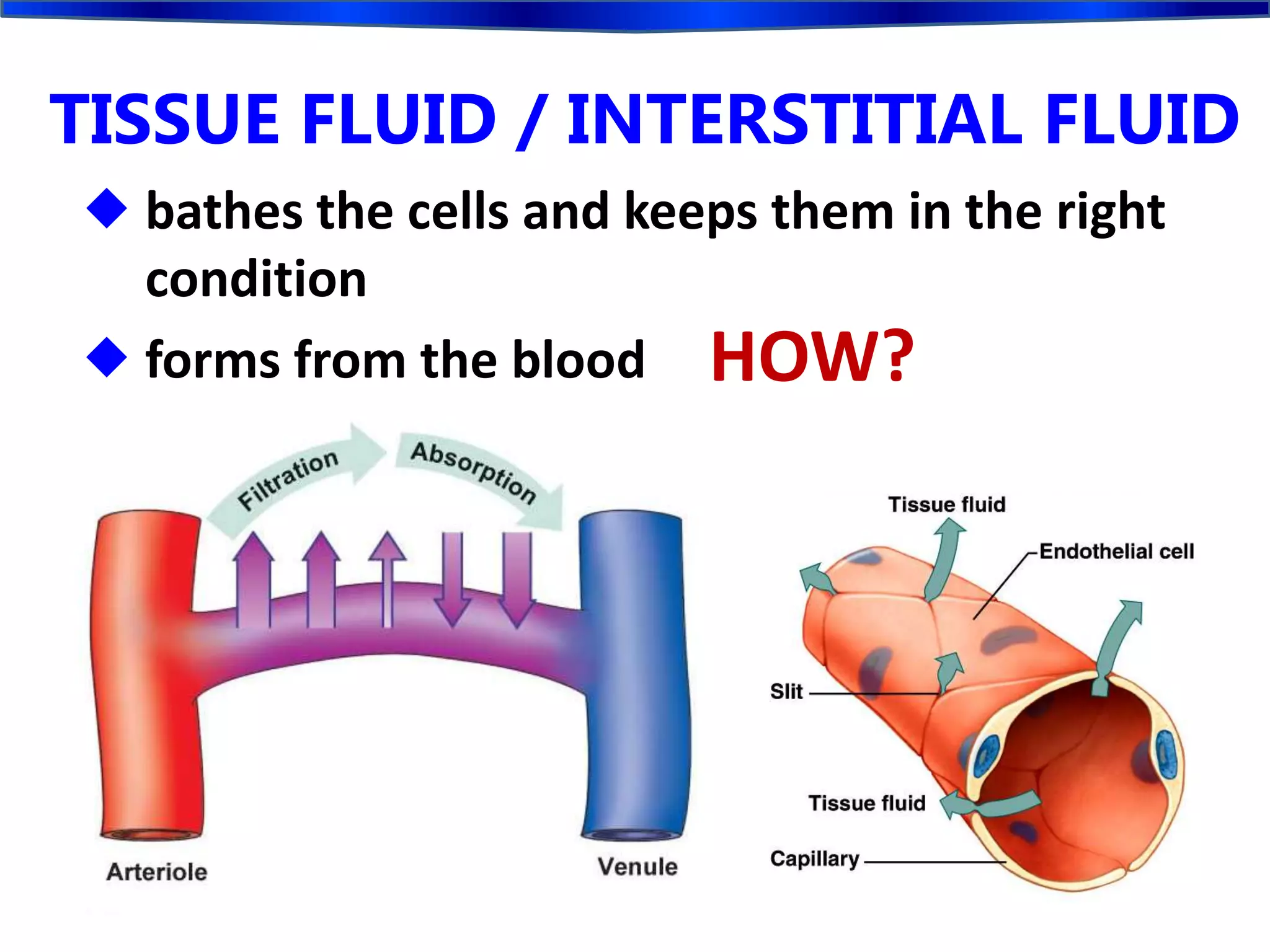 BIOLOGY FORM 5 CHAPTER 1: 1.4 THE LYMPHATIC SYSTEM | PPTX
