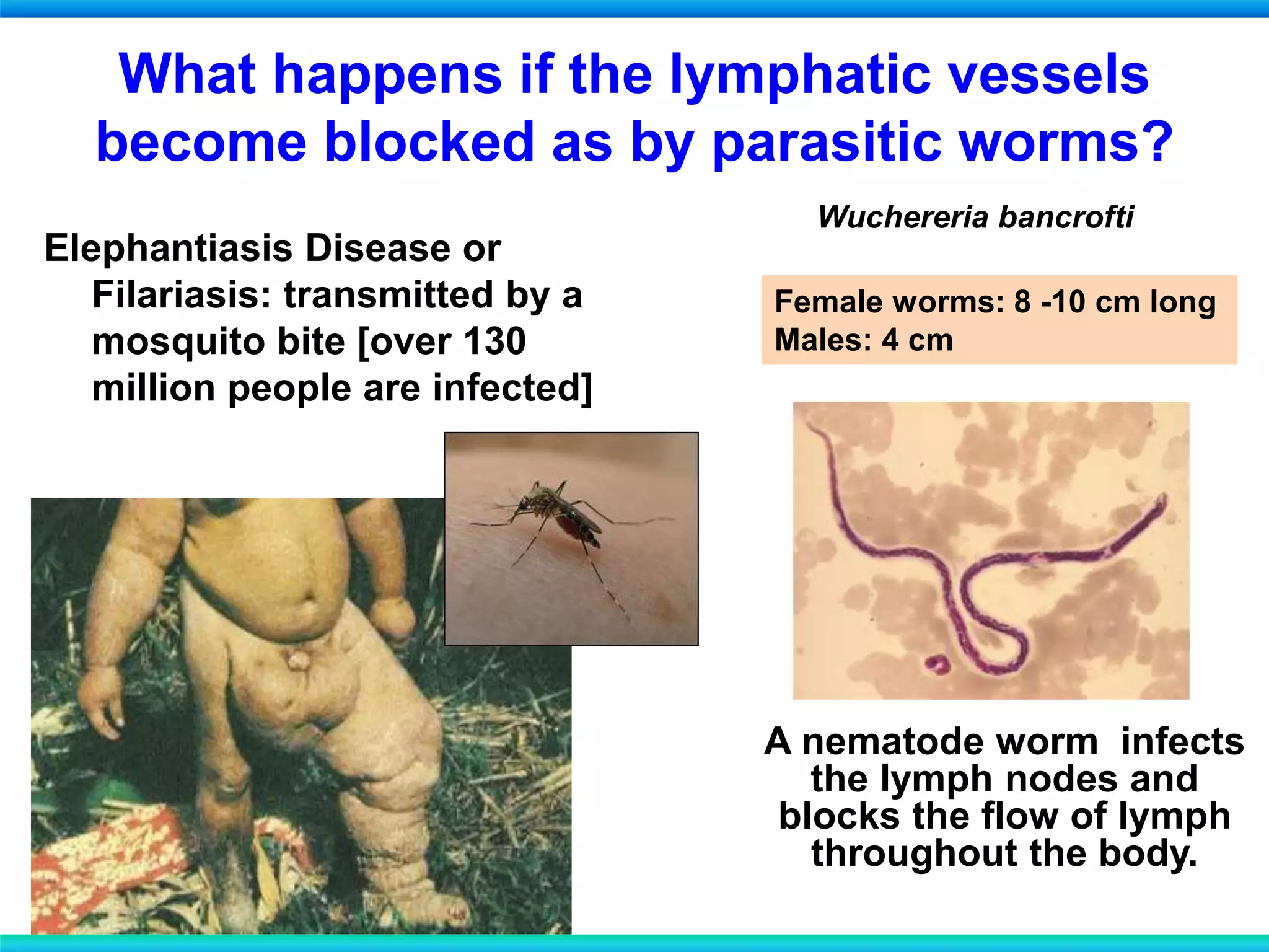 BIOLOGY FORM 5 CHAPTER 1: 1.4 THE LYMPHATIC SYSTEM | PPTX