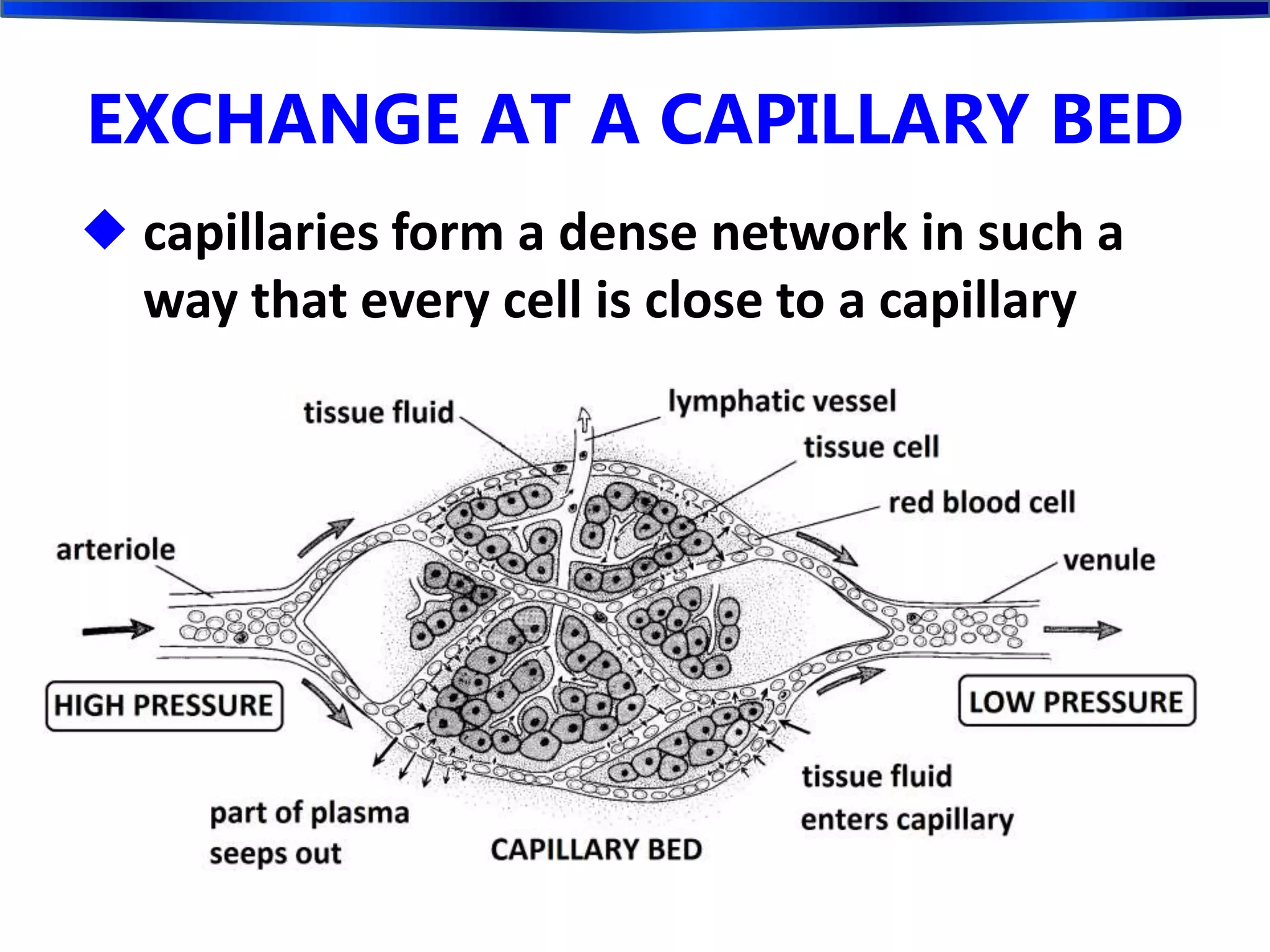 BIOLOGY FORM 5 CHAPTER 1: 1.4 THE LYMPHATIC SYSTEM | PPTX