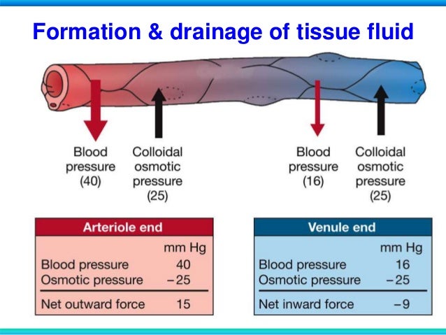 BIOLOGY FORM 5 CHAPTER 1: 1.4 THE LYMPHATIC SYSTEM