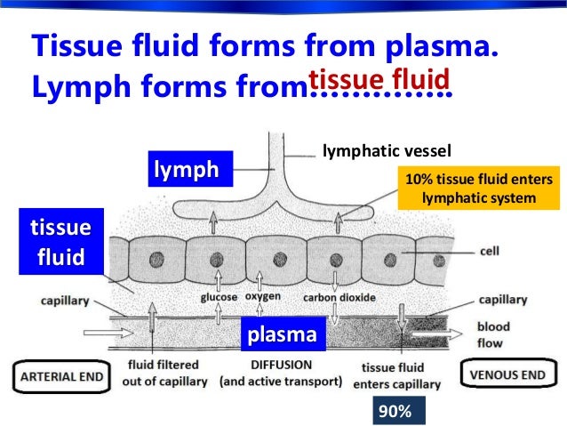 BIOLOGY FORM 5 CHAPTER 1: 1.4 THE LYMPHATIC SYSTEM