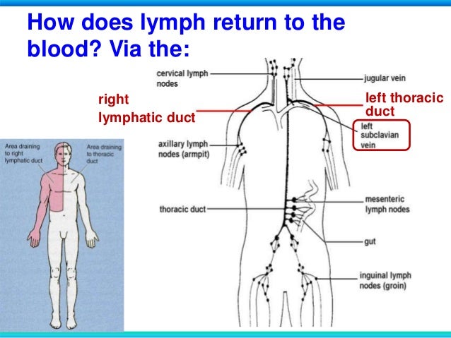 BIOLOGY FORM 5 CHAPTER 1: 1.4 THE LYMPHATIC SYSTEM