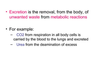 1. excretion introduction | PPT
