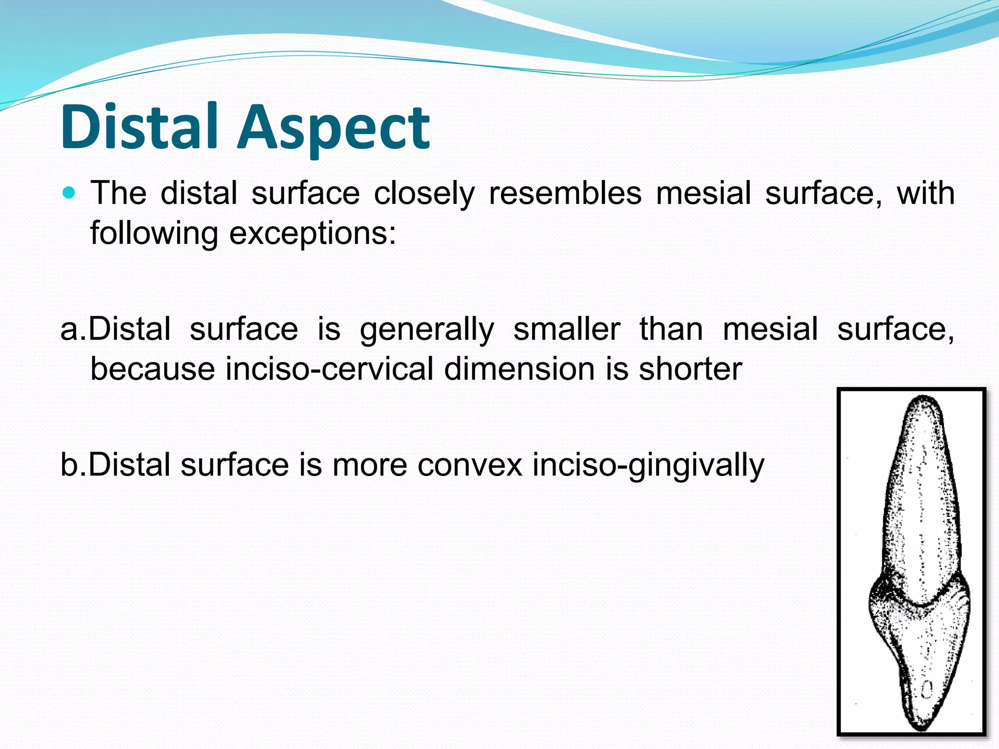 Permanent Maxillary Central Incisor | PPTX