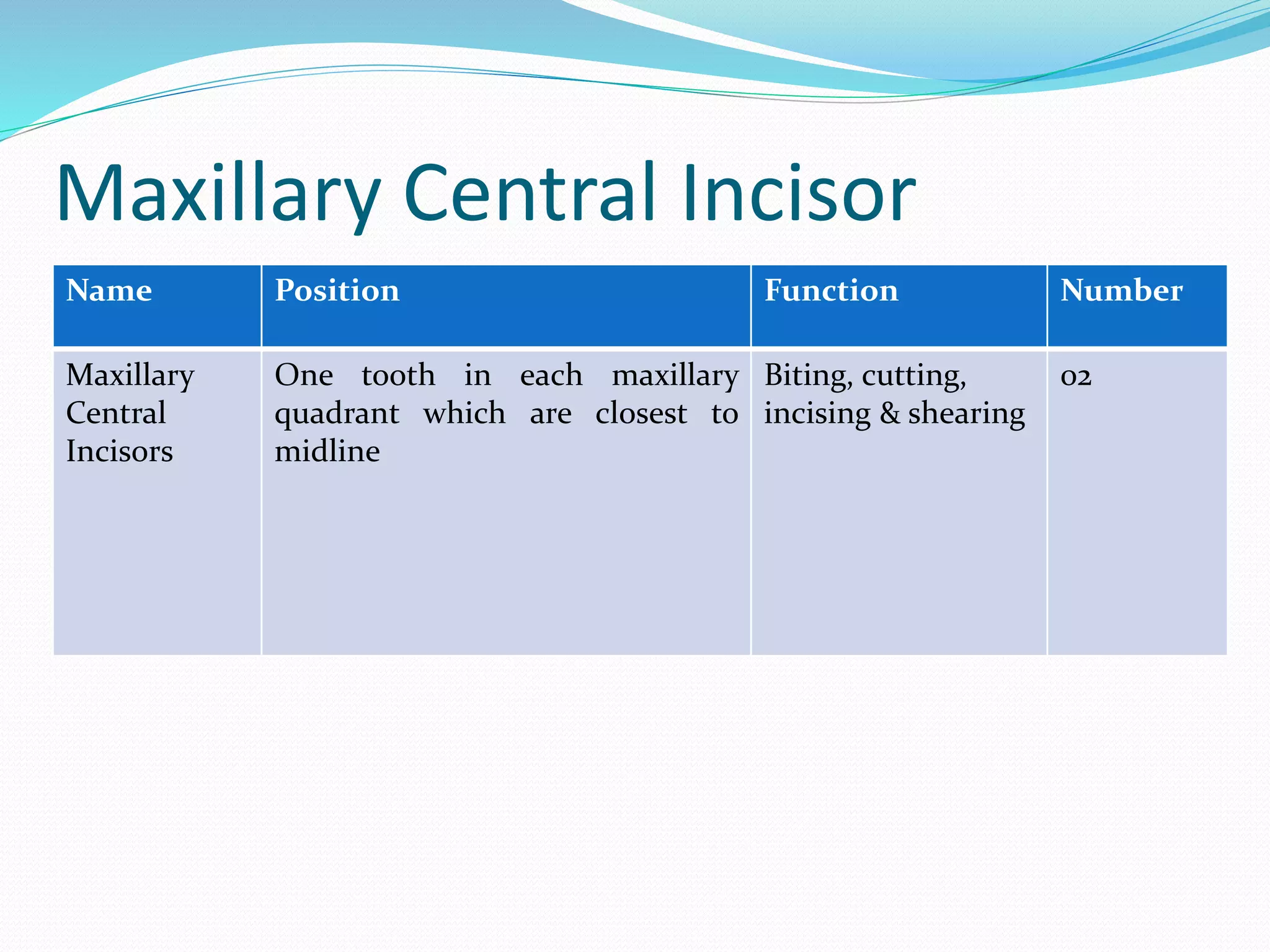 Permanent Maxillary Central Incisor | PPTX