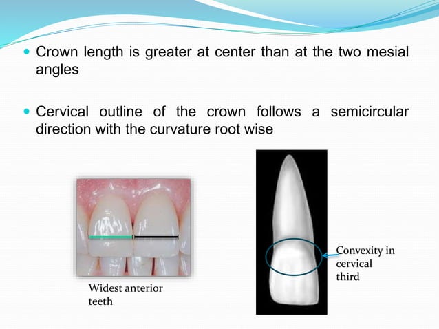 Permanent Maxillary Central Incisor | PPTX | Dental Health | Diseases ...