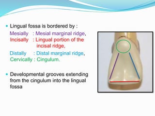 Permanent Maxillary Central Incisor | PPTX