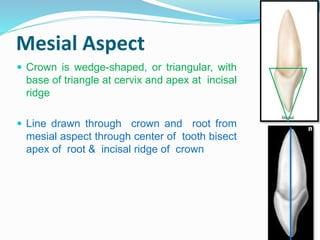 Permanent Maxillary Central Incisor | PPTX