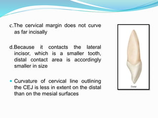 Permanent Maxillary Central Incisor | PPTX