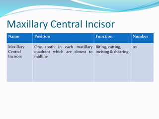 Permanent Maxillary Central Incisor | PPTX