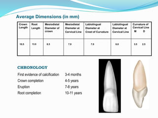 Maxillary Lateral Incisor