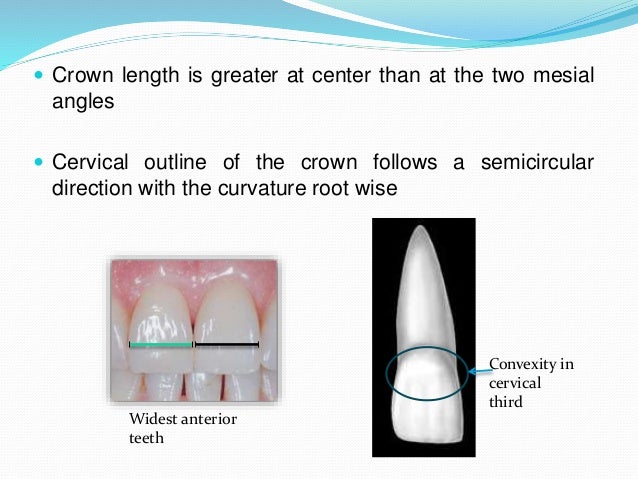 Permanent Maxillary Central Incisor