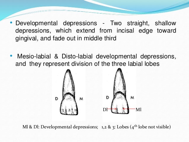 Permanent Maxillary Central Incisor