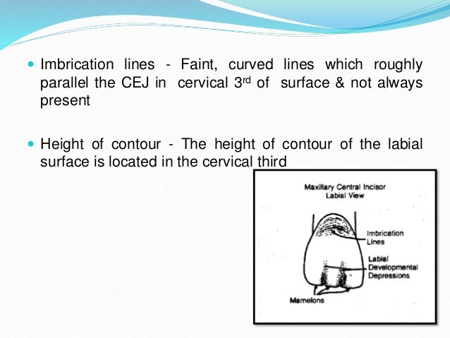 Permanent Maxillary Central Incisor