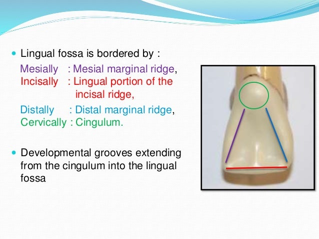 Permanent Maxillary Central Incisor