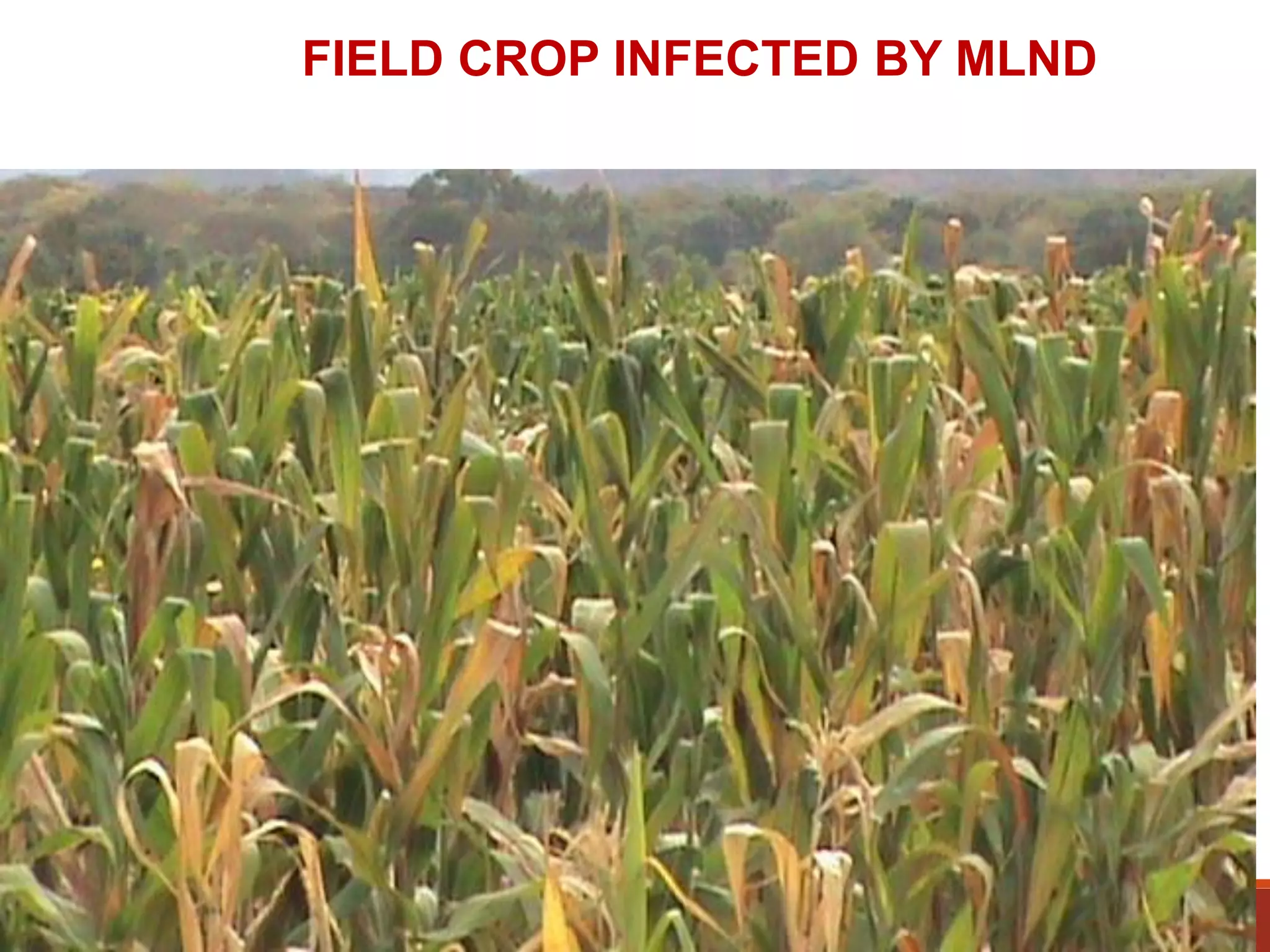 MLN Workshop: Overview on maize lethal necrosis -- A Wangai | PDF