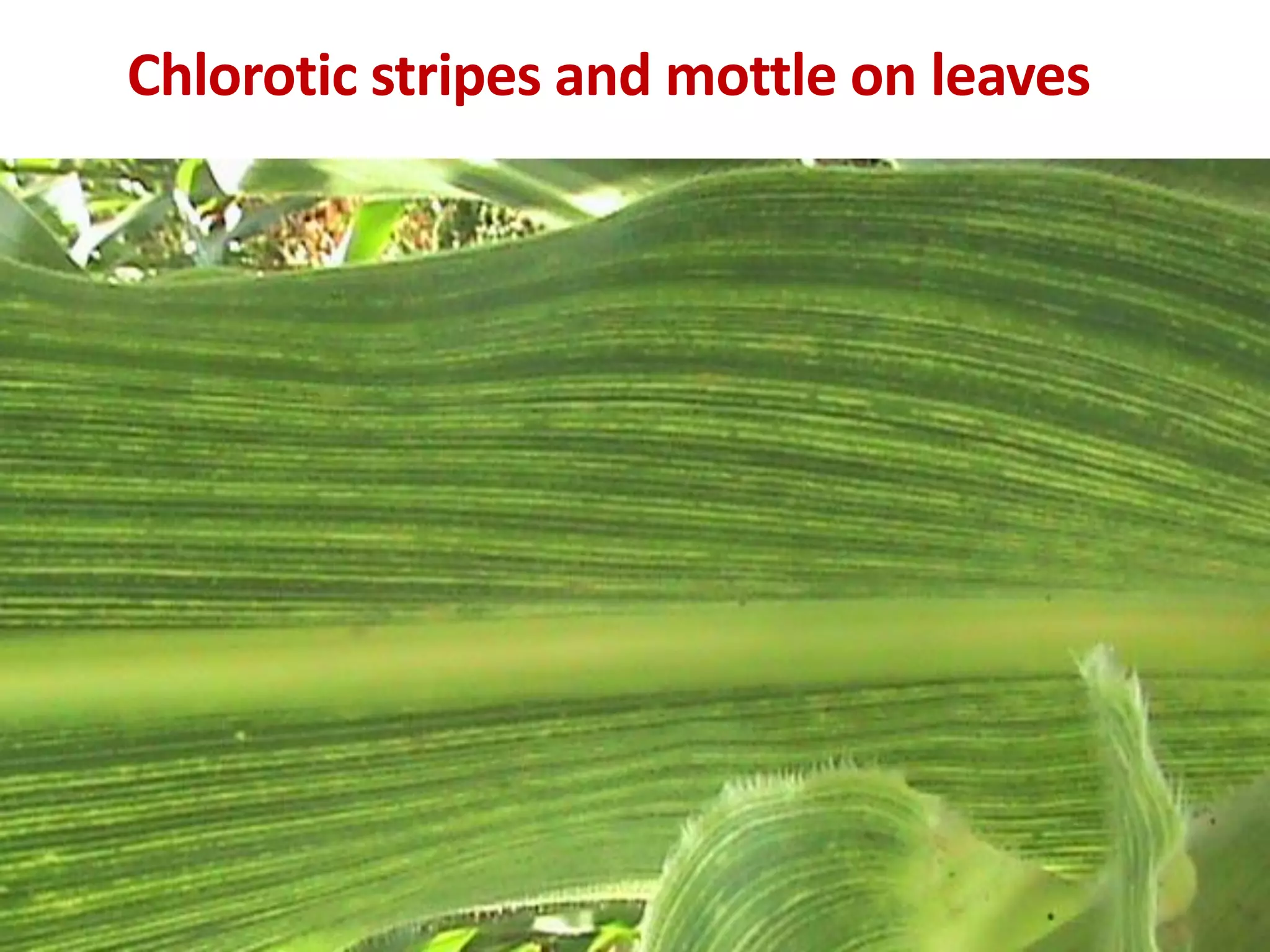 MLN Workshop: Overview on maize lethal necrosis -- A Wangai | PDF