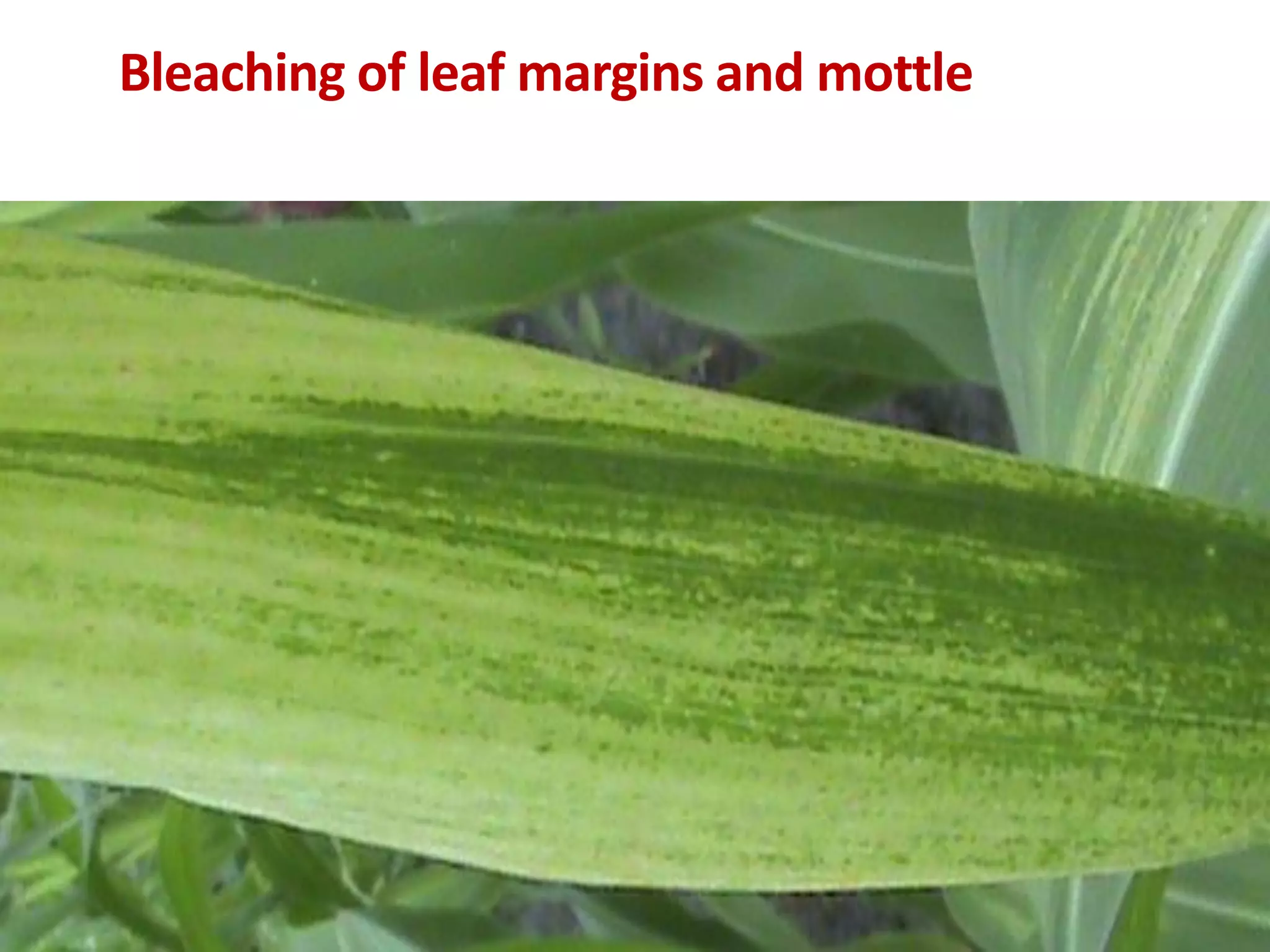 MLN Workshop: Overview on maize lethal necrosis -- A Wangai | PDF