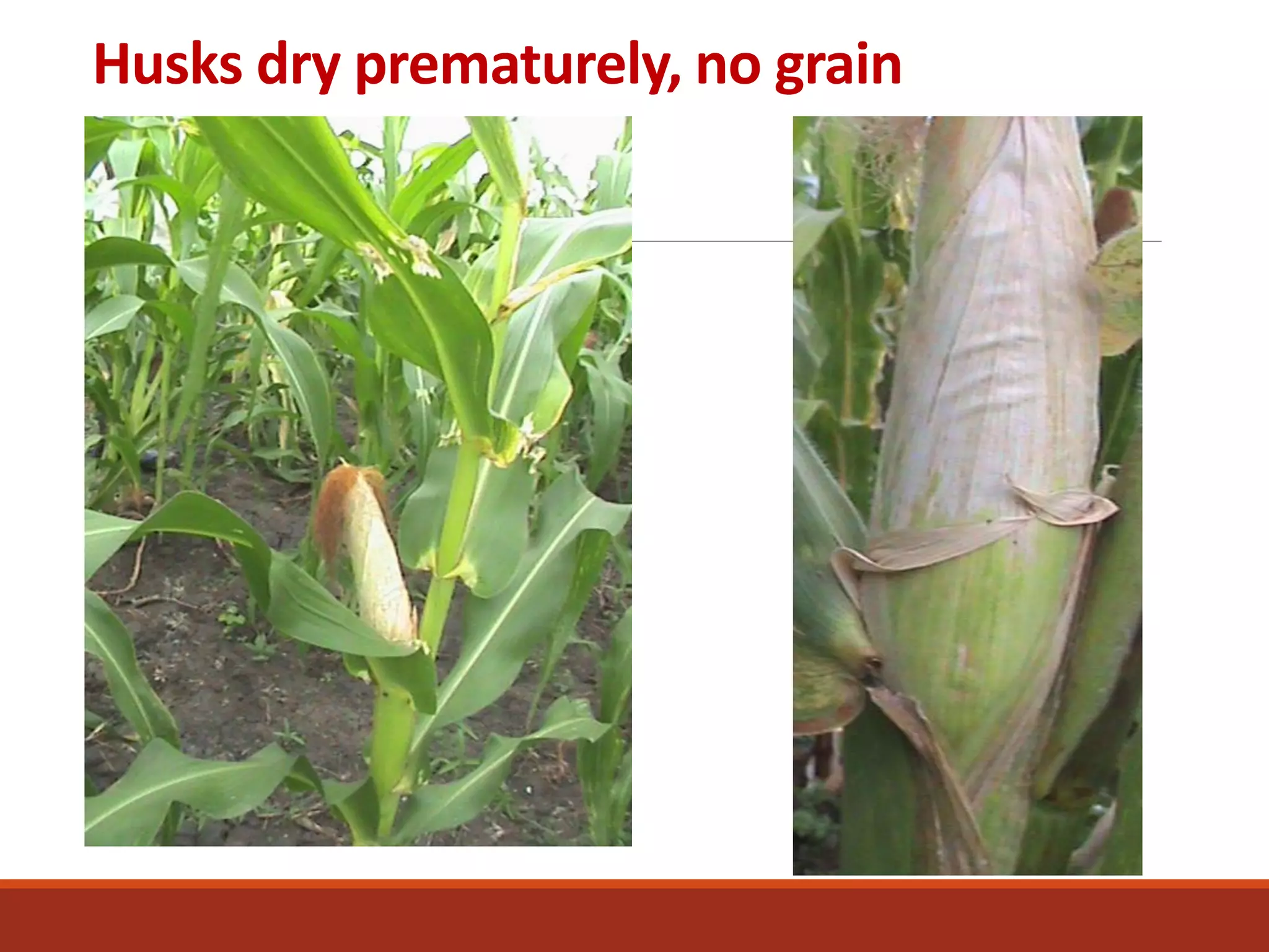 MLN Workshop: Overview on maize lethal necrosis -- A Wangai | PDF