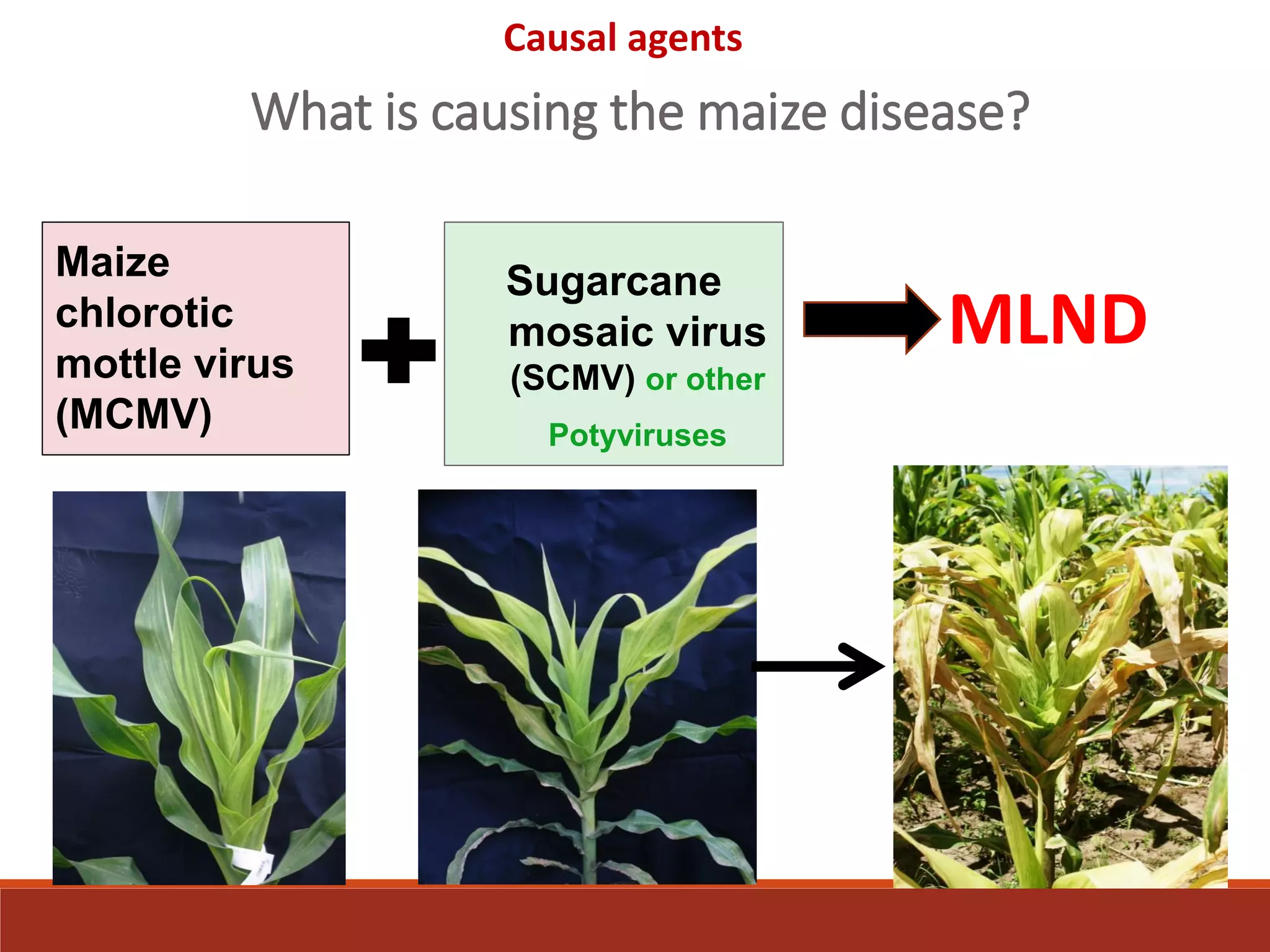 MLN Workshop: Overview on maize lethal necrosis -- A Wangai | PDF