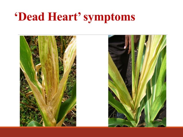 MLN Workshop: Overview on maize lethal necrosis -- A Wangai | PDF ...