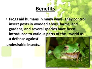 Aquatic animals - frogs | PPTX