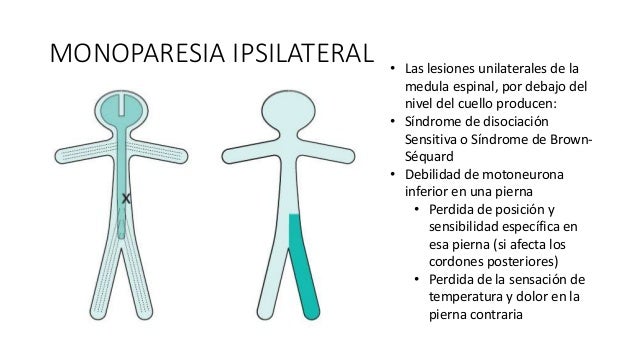 1.1 introducción a la neurología