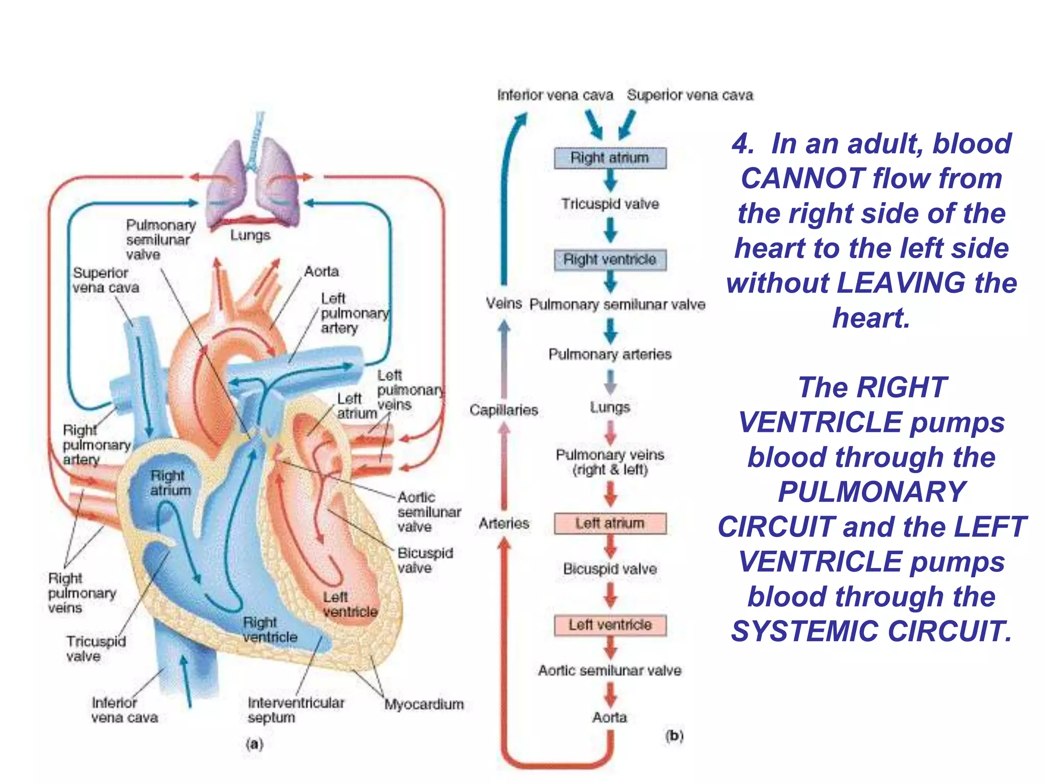 heart cardiac cycle | PPTX