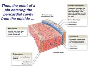 heart cardiac cycle | PPTX