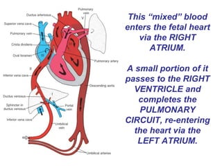 heart cardiac cycle | PPTX