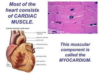 heart cardiac cycle | PPTX