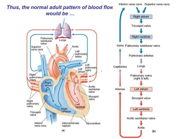 heart cardiac cycle | PPTX