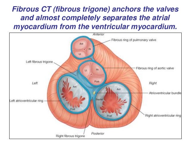 heart cardiac cycle