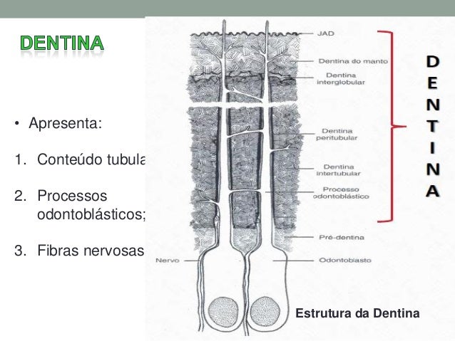 histologia dentina (pdf)