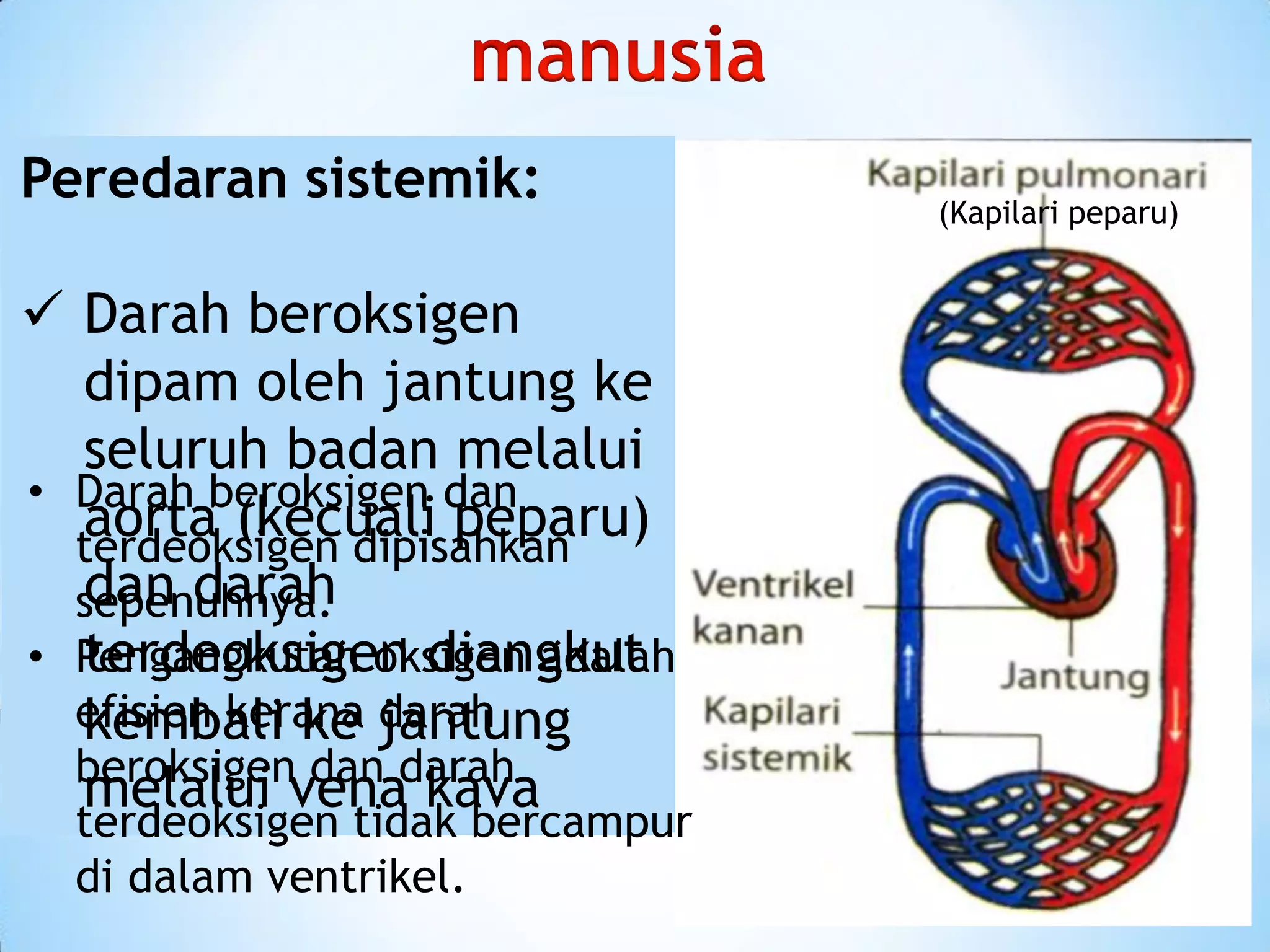 1.2 konsep sistem peredaran darah | PDF