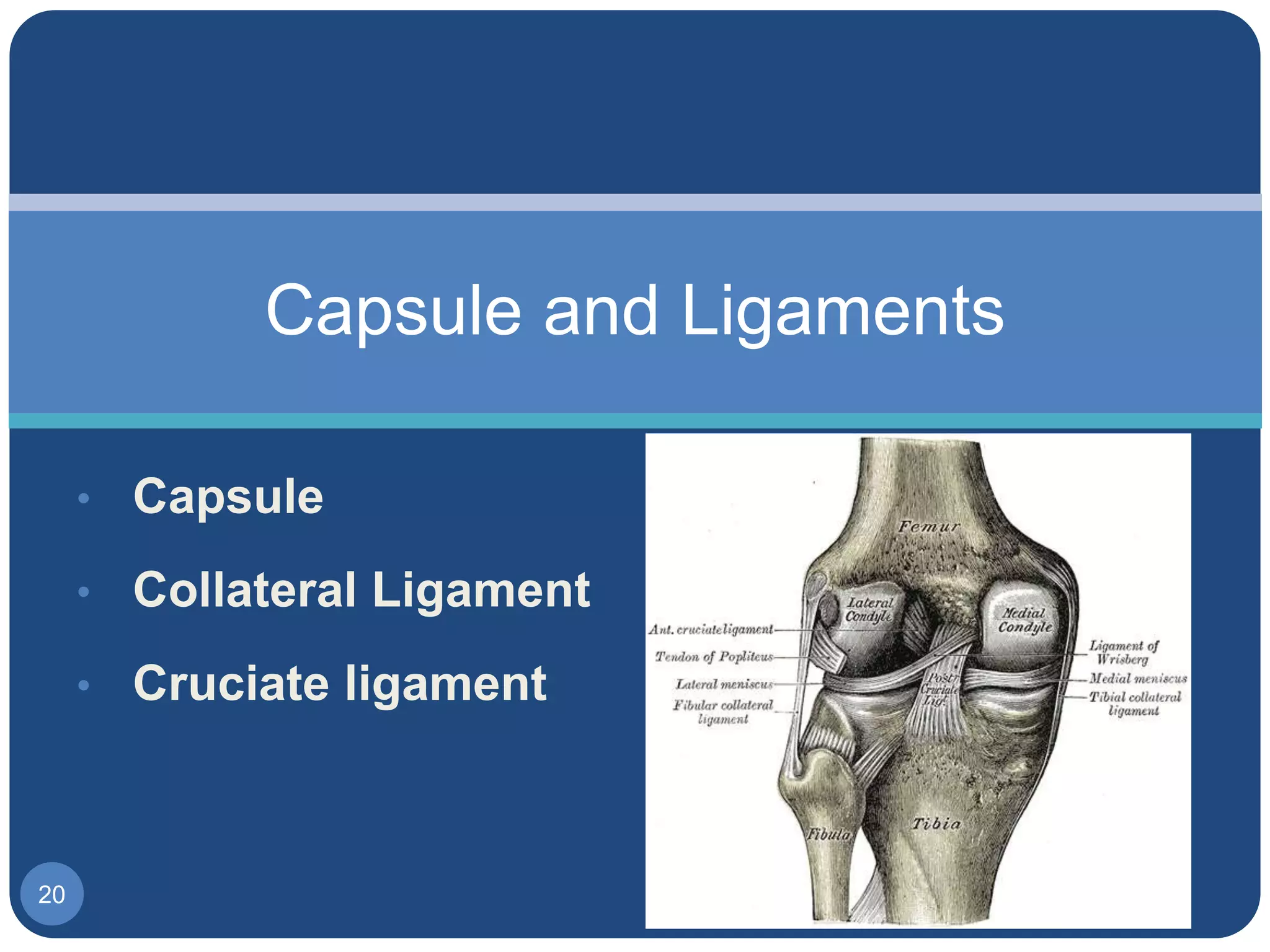 1. biomechanics of the knee joint basics | PPTX
