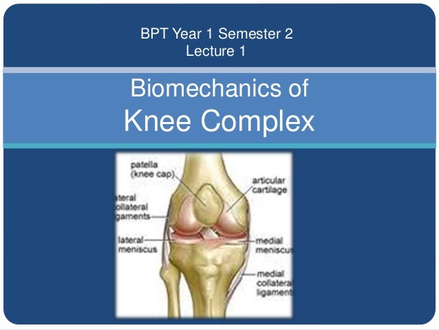 Biomechanics Of The Hip, Knee, And Ankle – JYNFLT