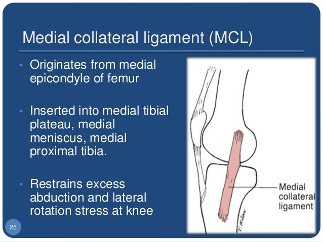 1. biomechanics of the knee joint basics