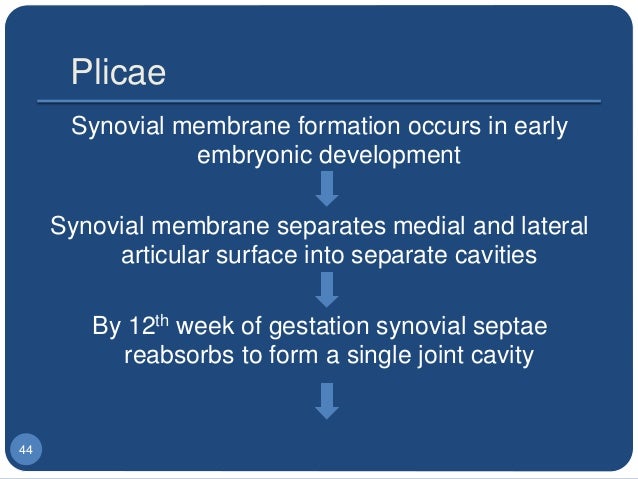 1. biomechanics of the knee joint basics