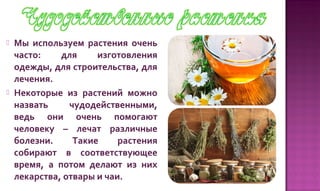 Лекарственные растения | PPT