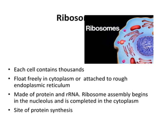 1.1 cell structure | PDF