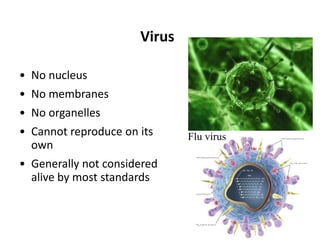 1.1 cell structure | PPT