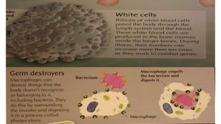 Immune System | PPTX | Biological Sciences | Science